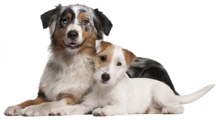 Free Heartworm Test - Echuca Moama Veterinary Clinic